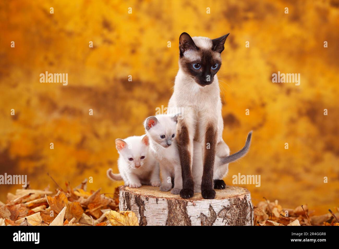 Siamese cat (old type), seal-point, with kittens, blue-point and ...