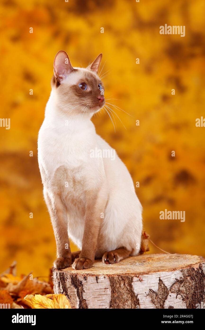Siamese cat (old type), male, cinnamon-point, Thai cat, Siamese Stock ...