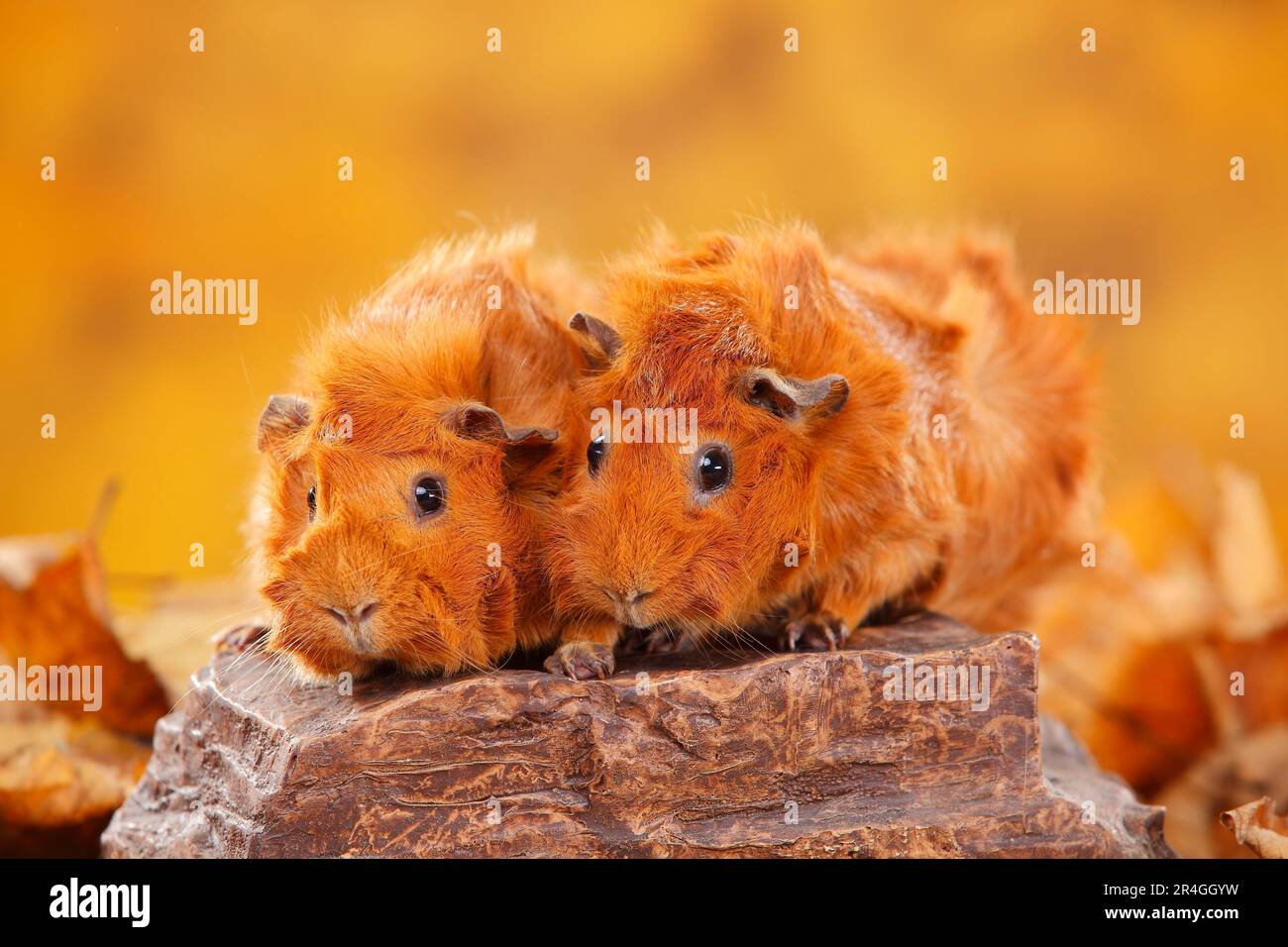 Abyssinian guinea pig two hi-res stock photography and images - Alamy