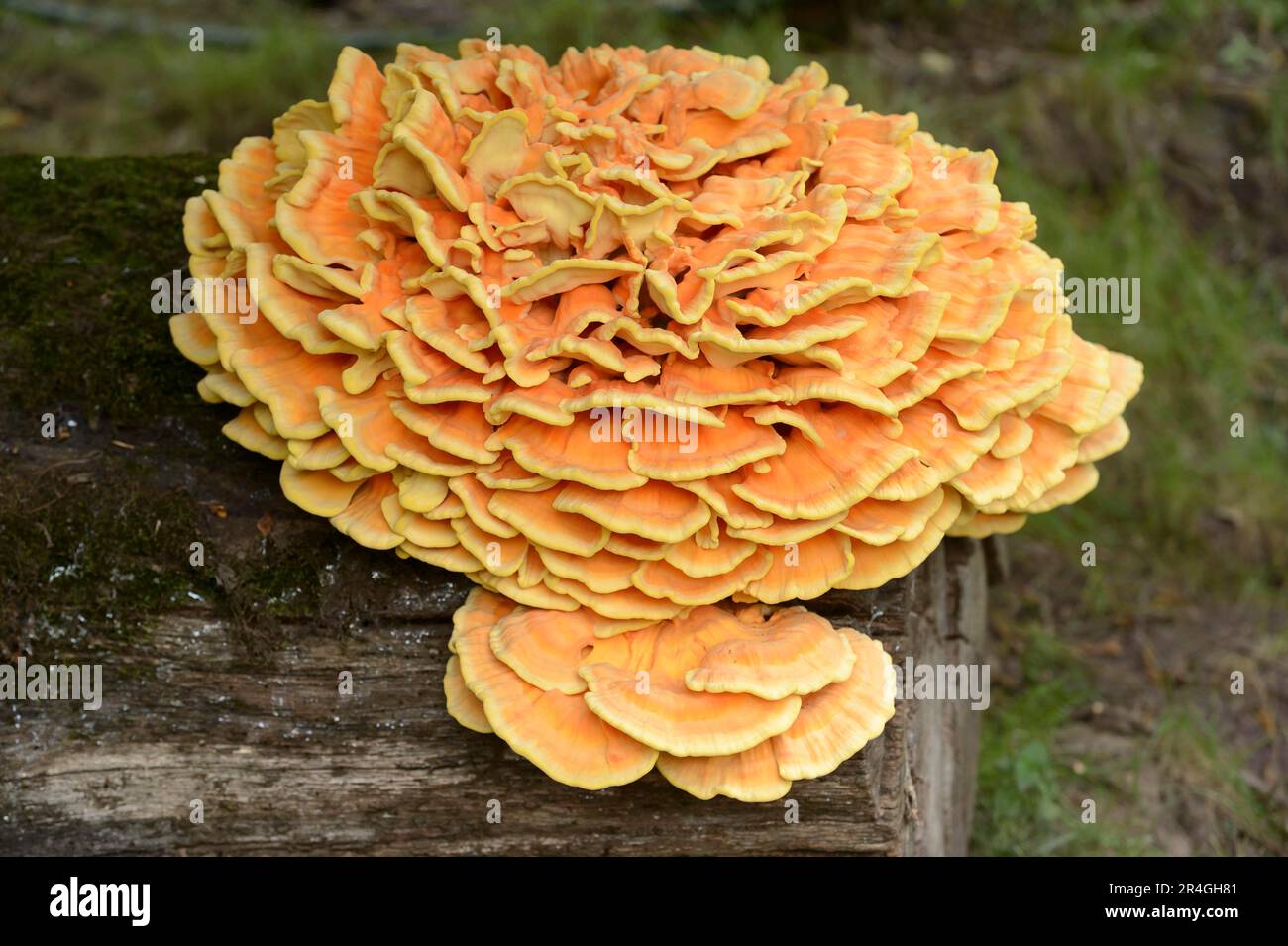 Crab woods sulphur polypore hi-res stock photography and images - Alamy