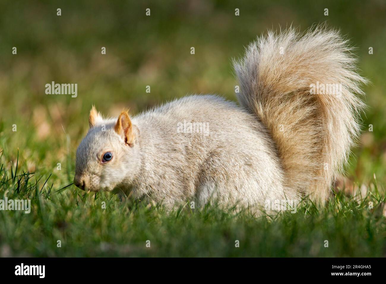 Eastern grey squirrel (white color) (Sciurus carolinensis), Quebec ...