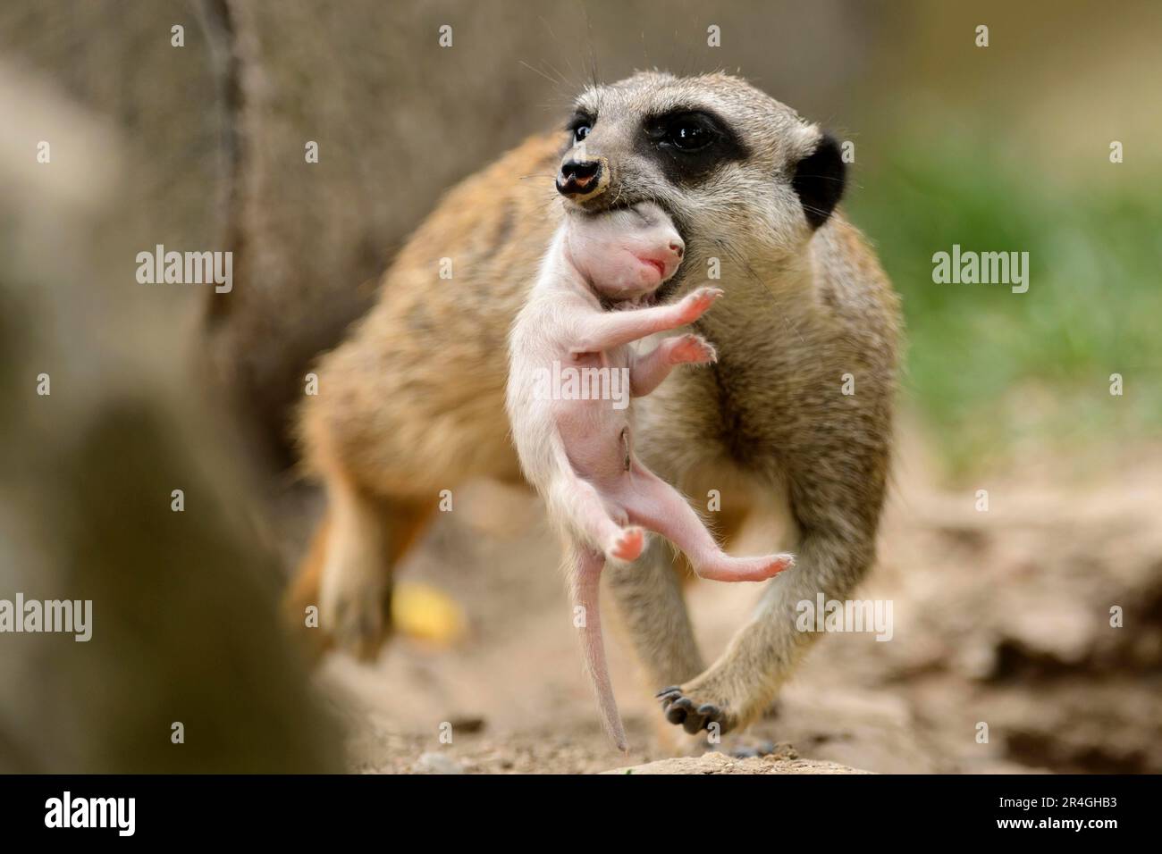 Female meerkat hi-res stock photography and images - Alamy