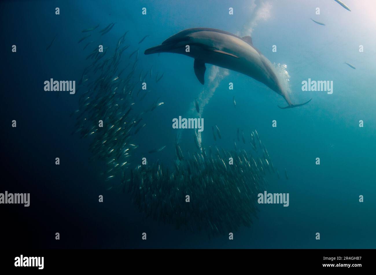 Long-beaked Common Dolphins, Delphinus capensis, and Cape Gannet, Morus ...