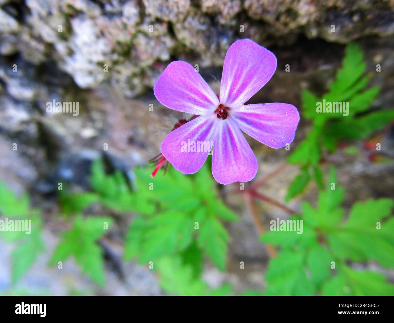 Herb robert (Geranium robertianum Stock Photo - Alamy
