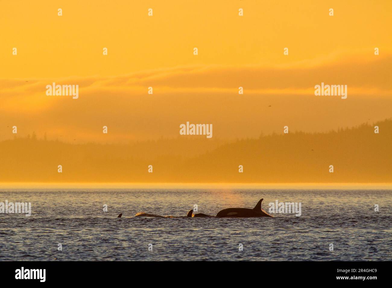 Orcas (Orcinus orca), Johnstone Strait, British Columbia, Canada ...
