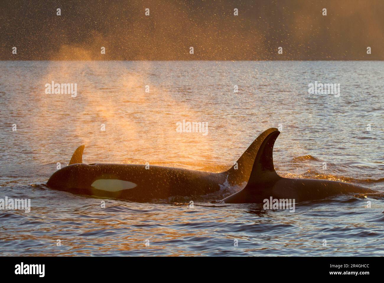 Orcas (Orcinus orca), Johnstone Strait, British Columbia, Canada ...