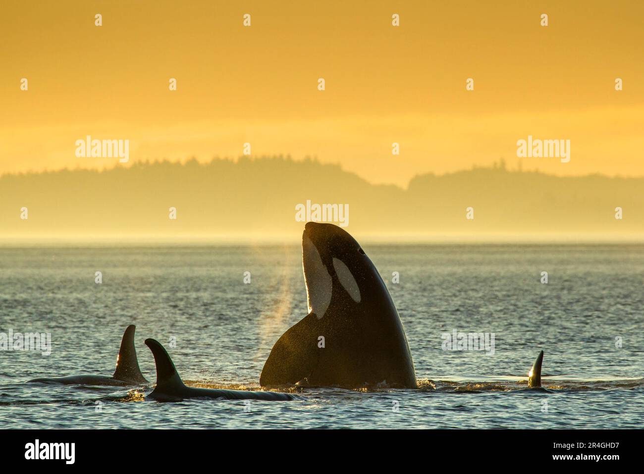 Orcas (Orcinus orca), Johnstone Strait, British Columbia, Canada ...