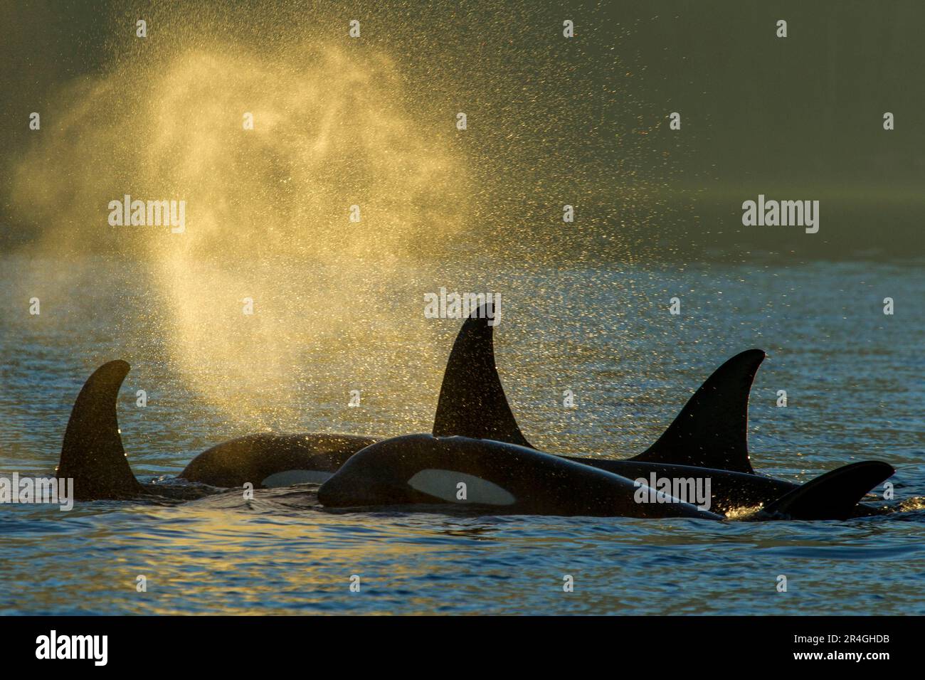 Orcas (Orcinus orca), Johnstone Strait, British Columbia, Canada ...