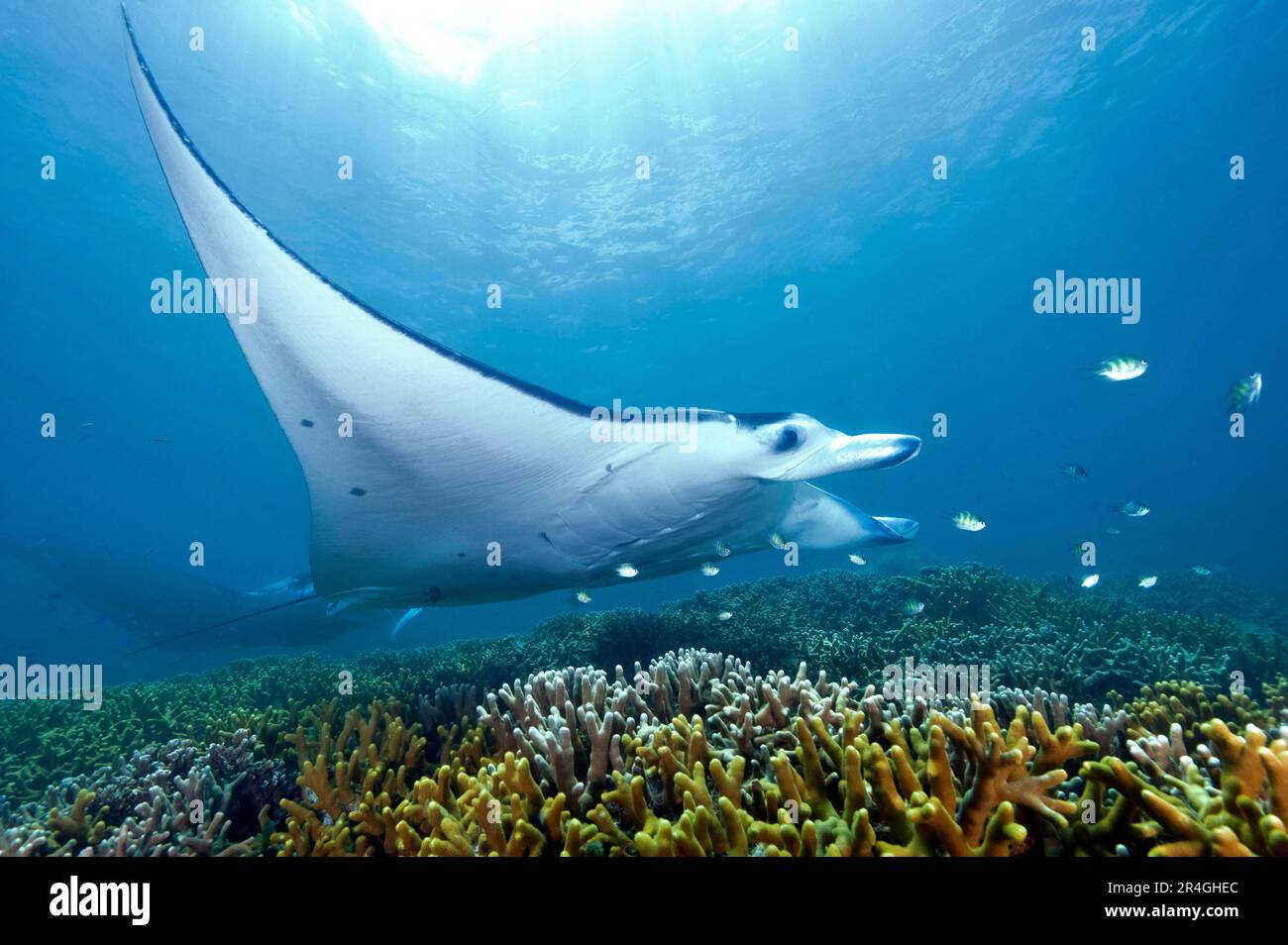 Manta ray, devil ray, winged ray, reef manta ray (Manta alfredi Stock ...