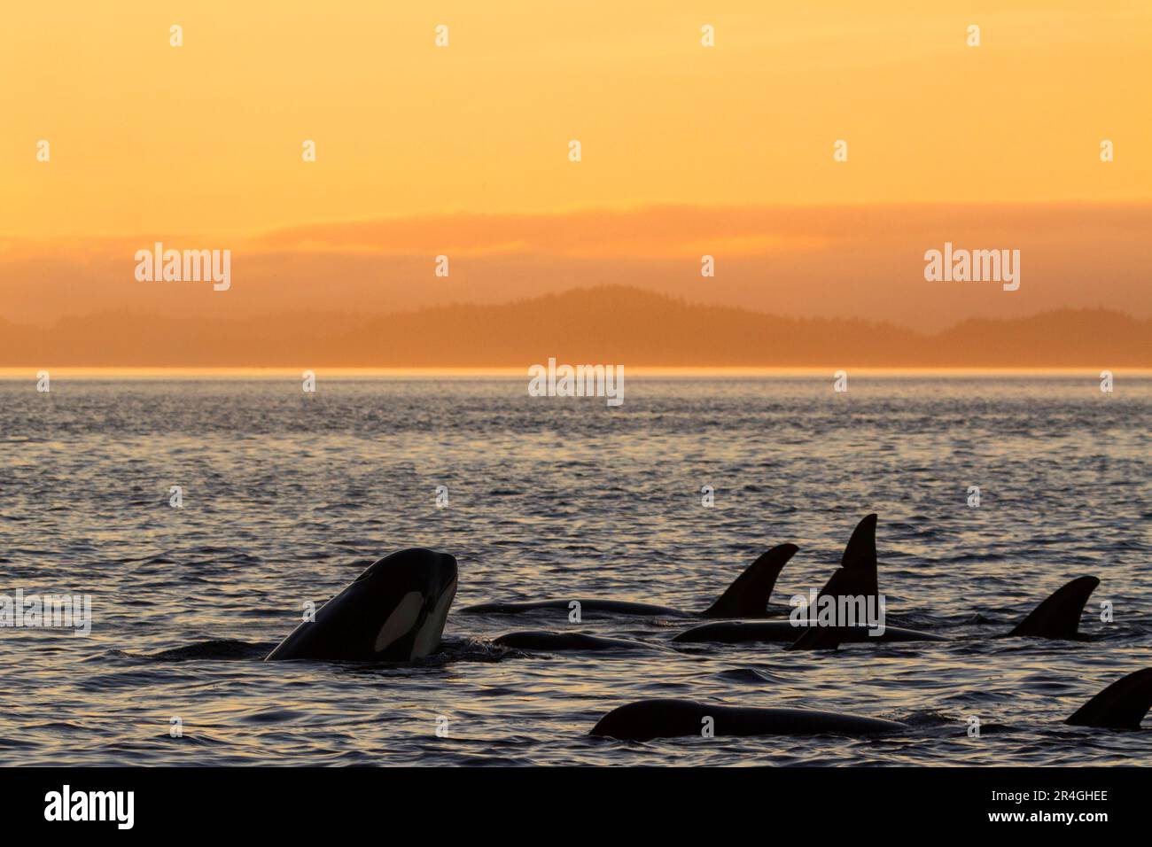 Orcas (Orcinus orca), Johnstone Strait, British Columbia, Canada ...