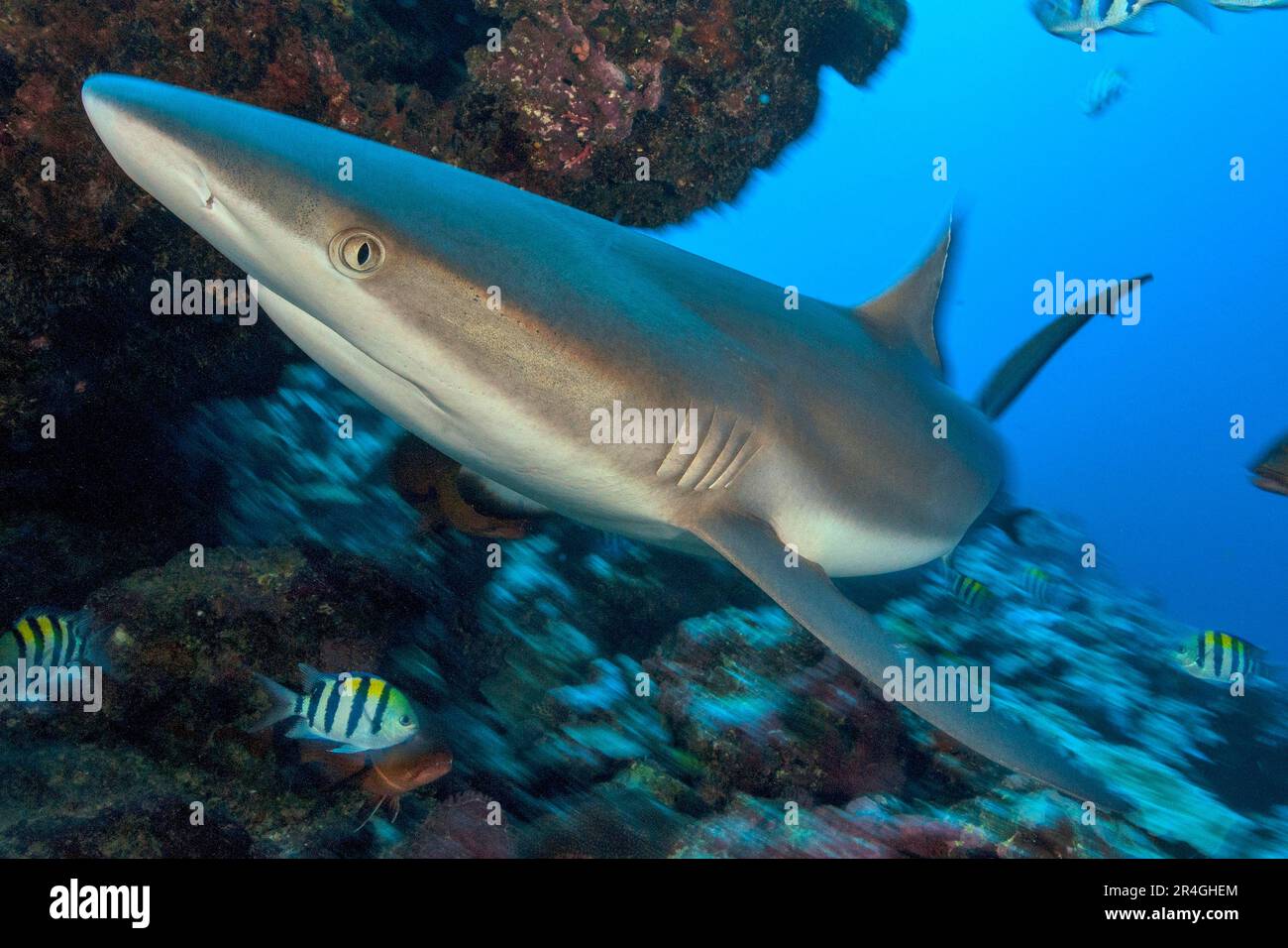 Grey reef shark (Carcharhinus amblyrhynchos), Pacific Ocean, Indian ...