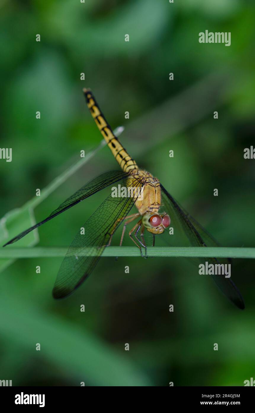 Female Dragonfly, Neurothemis sp, on leaf, Saba, Bali, Indonesia Stock ...