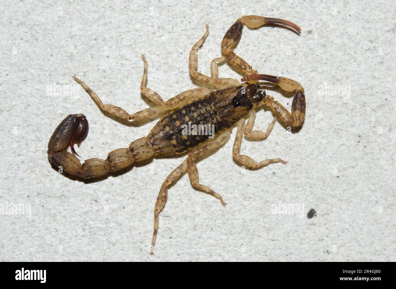 Chinese Swimming Scorpion, Lychas mucronatus, Saba, Bali, Indonesia ...