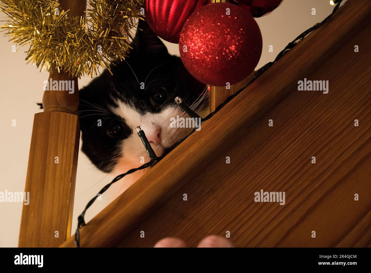 Cat watching on the stairs during Christmas Stock Photo - Alamy