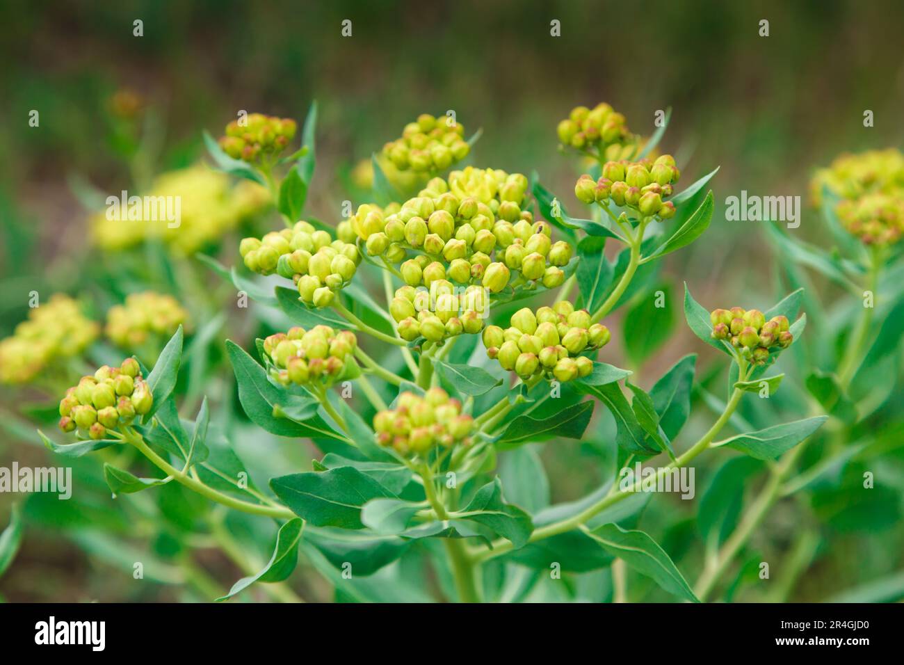 Bupleurum rotundifolium. Wild plant taken in spring. Medicinal medical ...