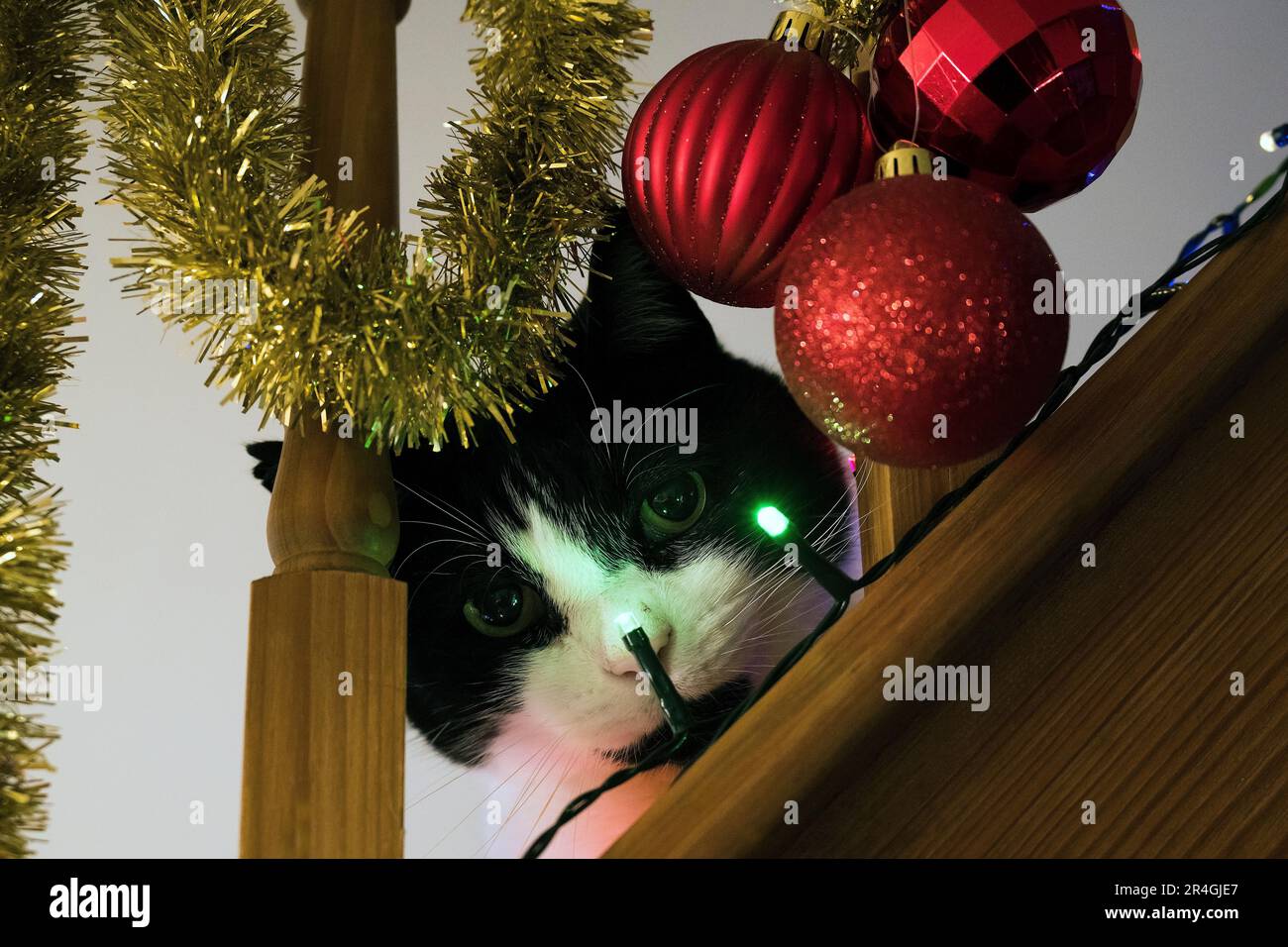 Cat watching on the stairs during Christmas Stock Photo - Alamy
