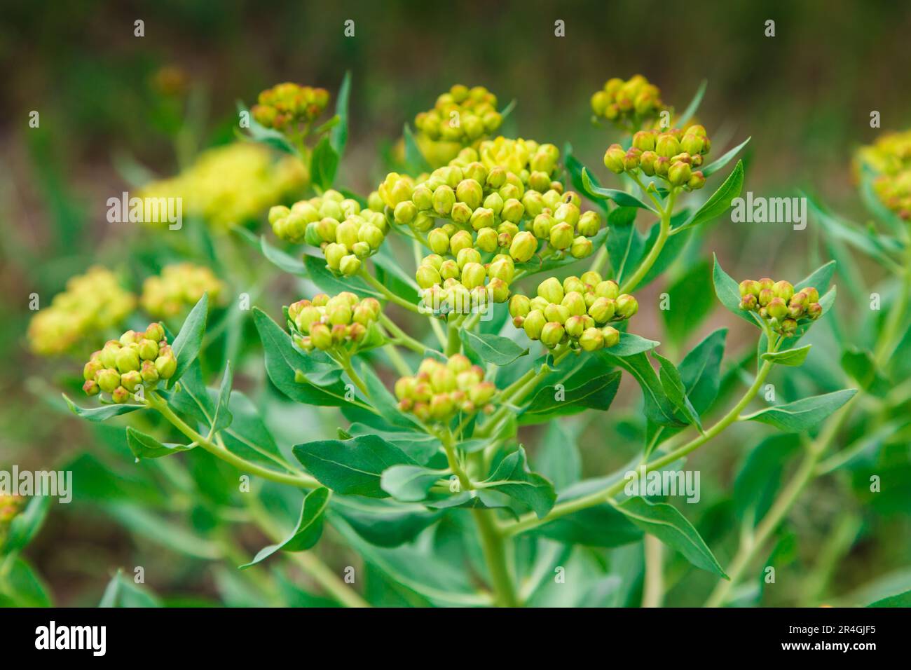 Bupleurum rotundifolium. Wild plant taken in spring. Medicinal medical ...