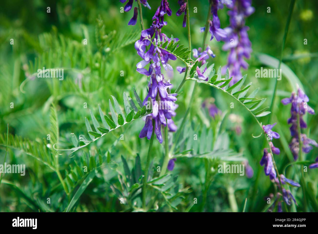 Mousepea close-up. Blue and purple flowers. Plant of the legume family ...