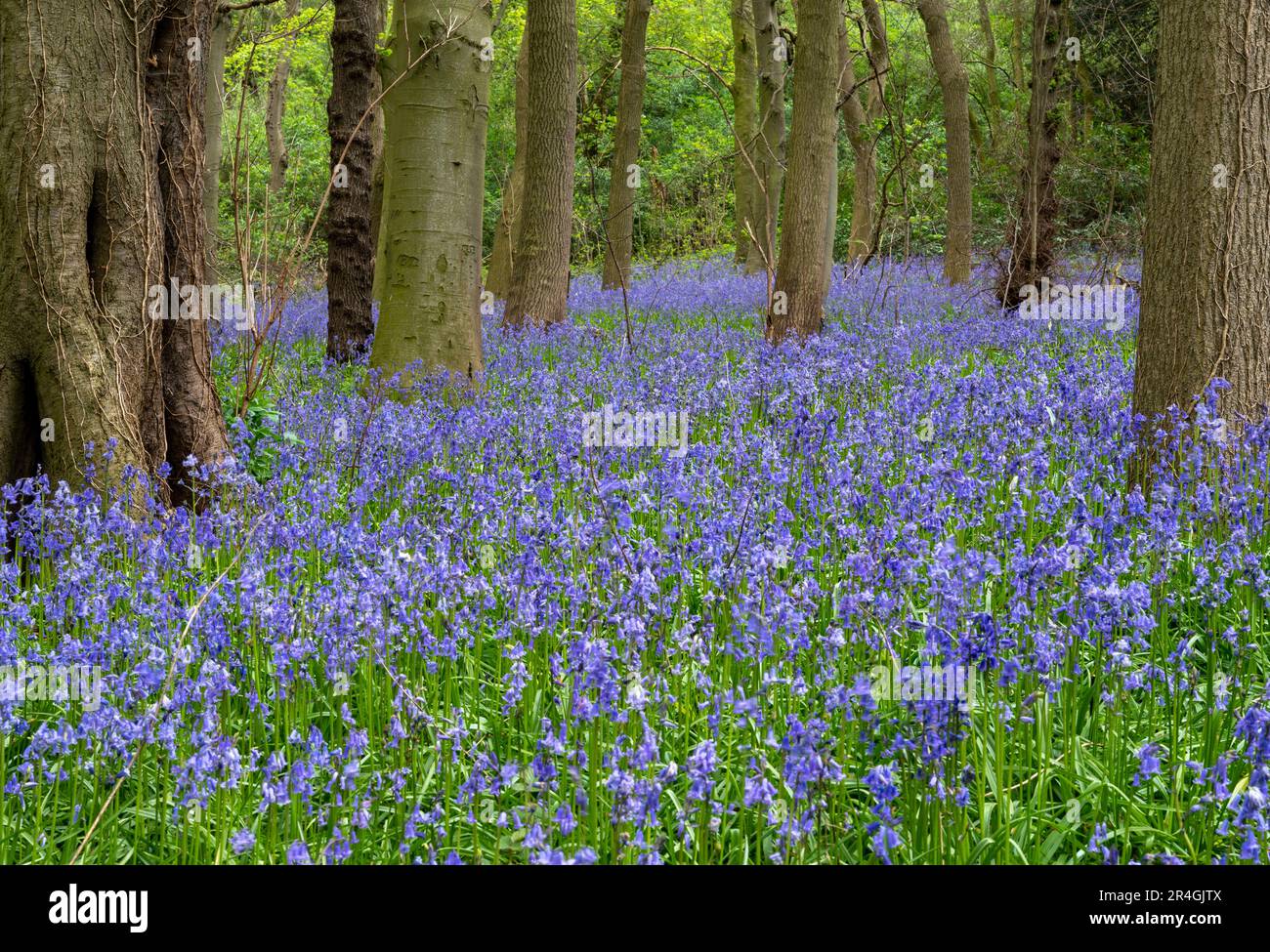 Wood scene hi-res stock photography and images - Alamy