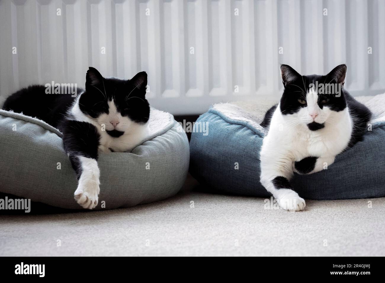 Two cat rest on their bed in living room Stock Photo - Alamy