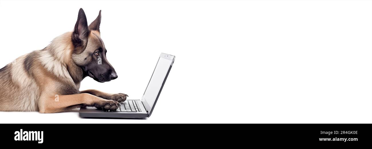 A German shepherd dog works on a laptop isolated on white background ...
