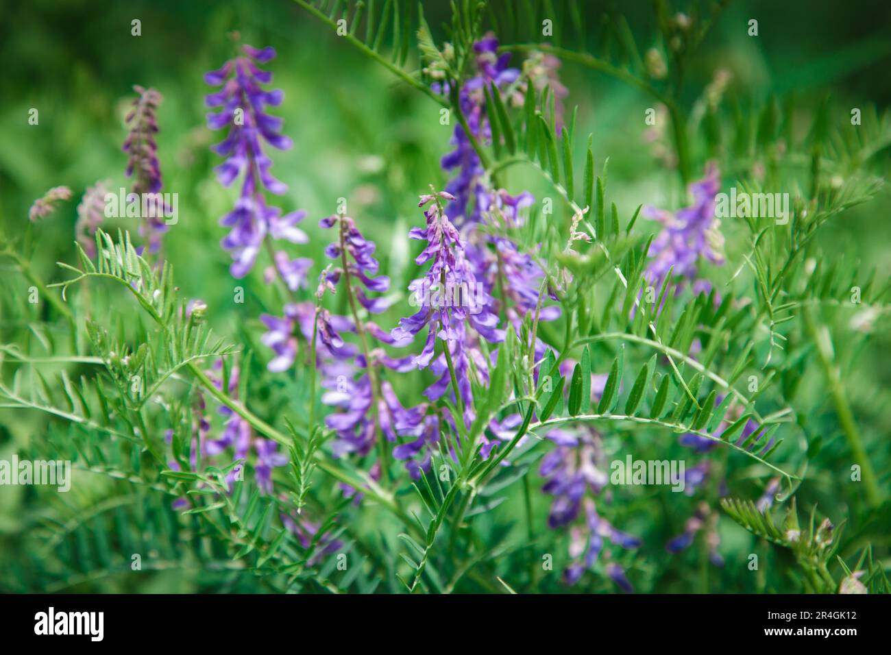Mousepea close-up. Blue and purple flowers. Plant of the legume family ...