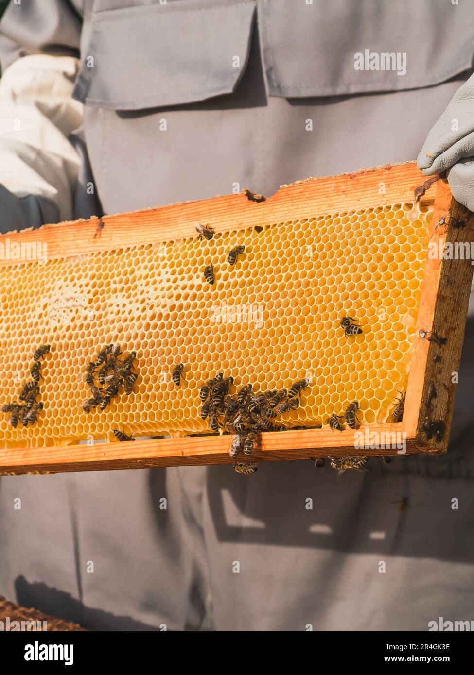 Beekeeper removing honeycomb from beehive. Person in beekeeper suit ...