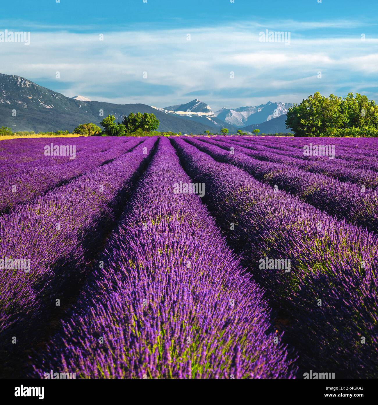 Majestic summer agricultural landscape with purple lavender fields. Flowering lavender ...