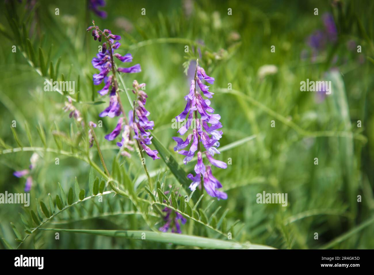 Mousepea close-up. Blue and purple flowers. Plant of the legume family ...