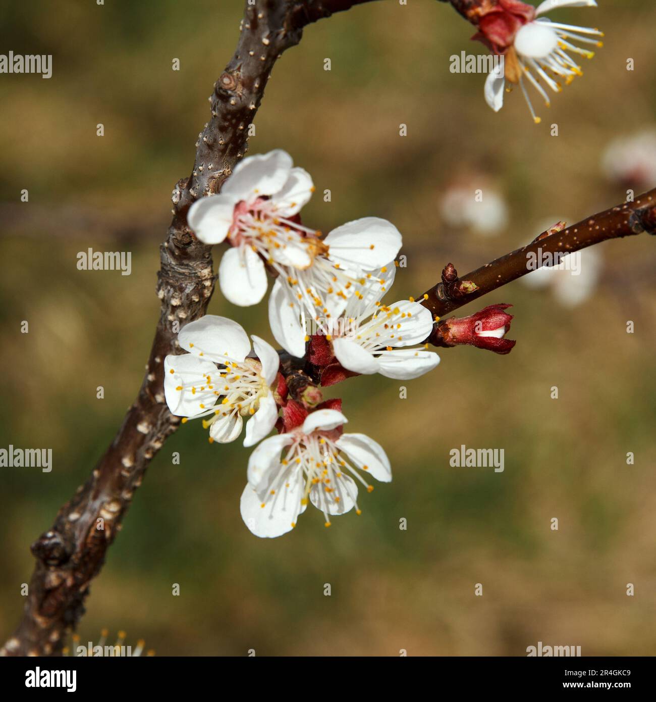 Apricot Tree Flower