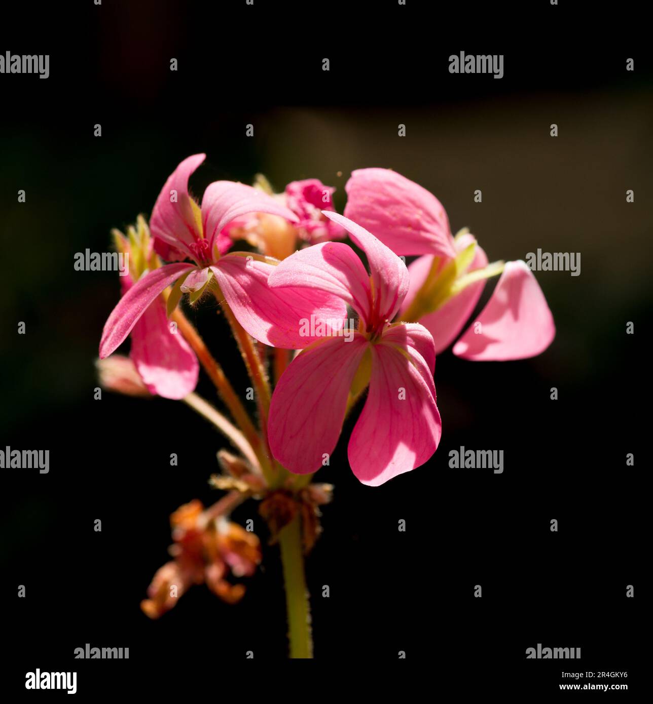 Hanging lobes hi-res stock photography and images - Alamy
