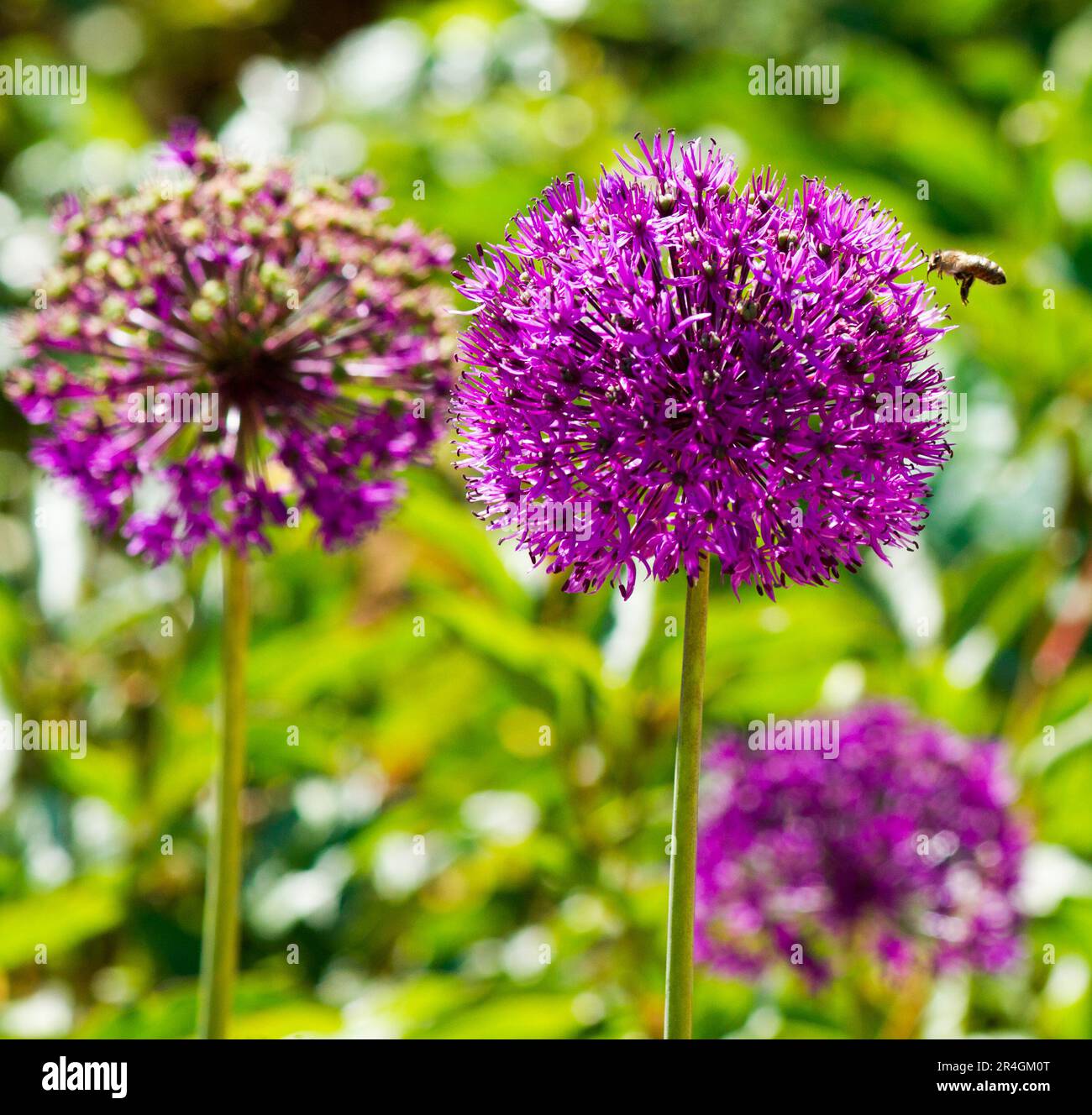 Giant allium and honey bee Stock Photo - Alamy