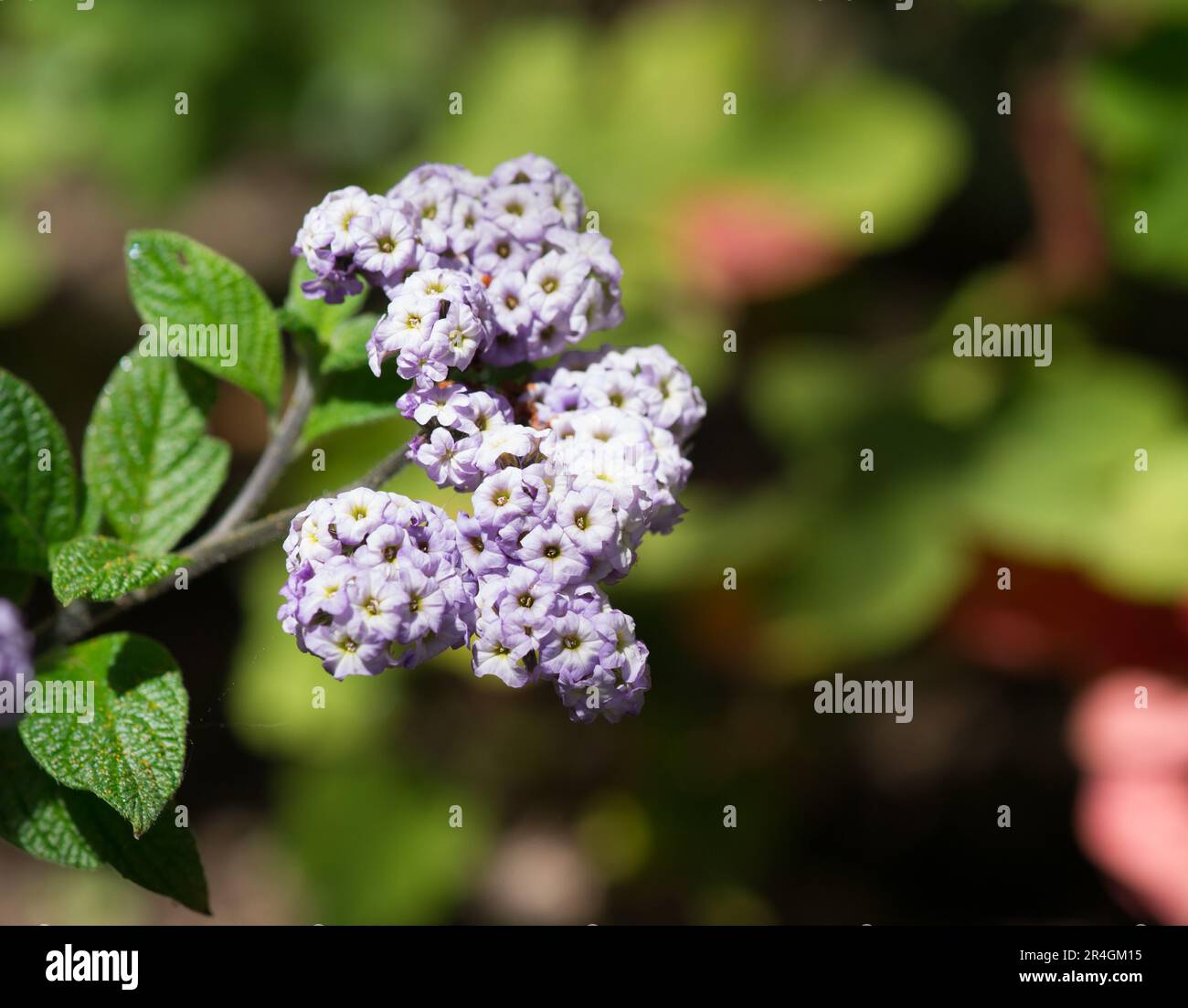 Heliotropium arborescens, the garden heliotrope or just heliotrope, is ...