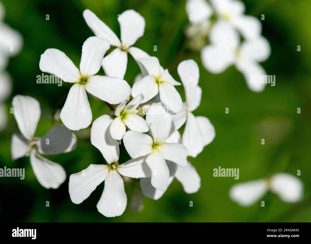 white Hesperis matronalis or dames rocket Stock Photo - Alamy