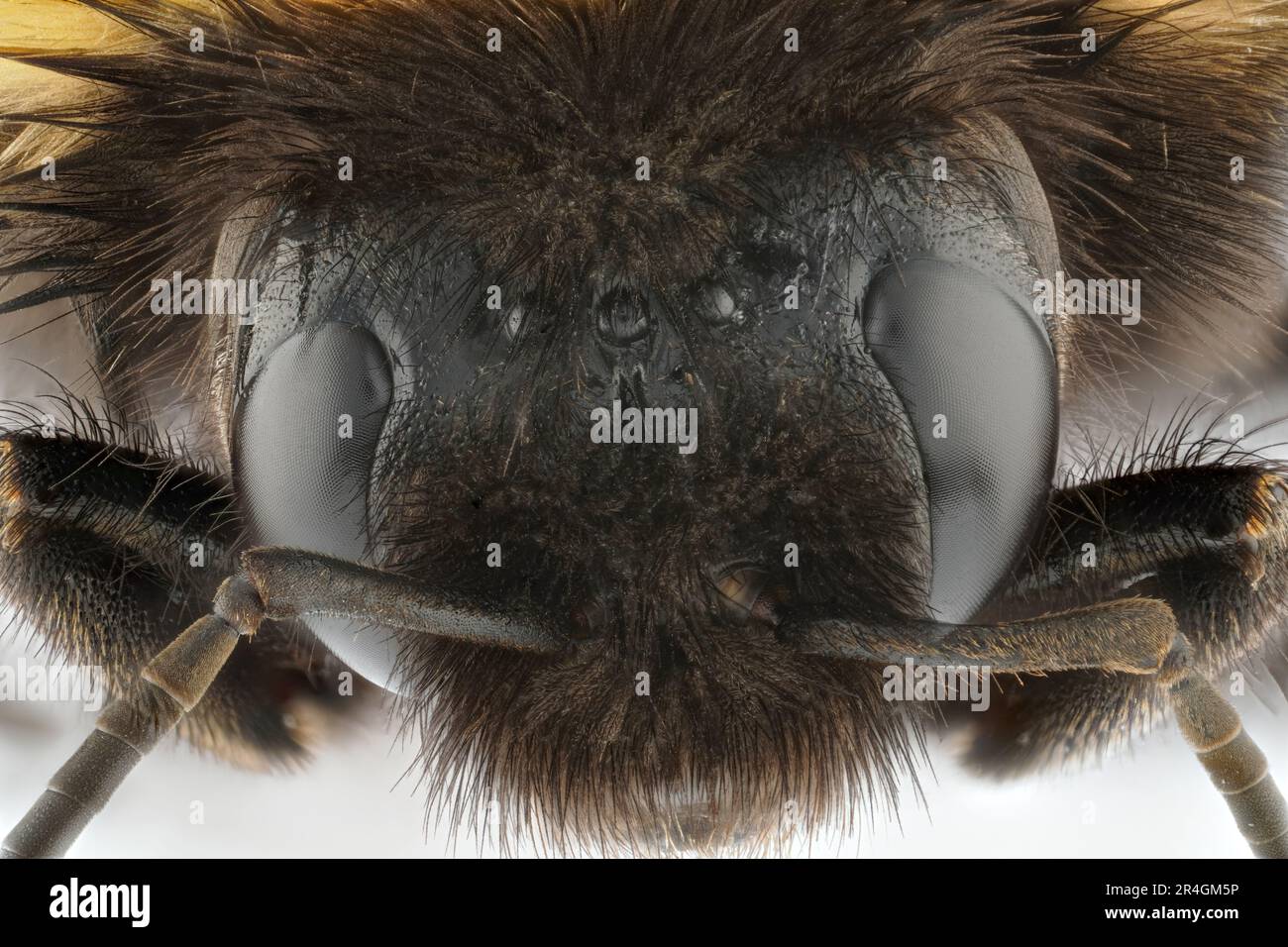 Bombus lucorum nest hi-res stock photography and images - Alamy