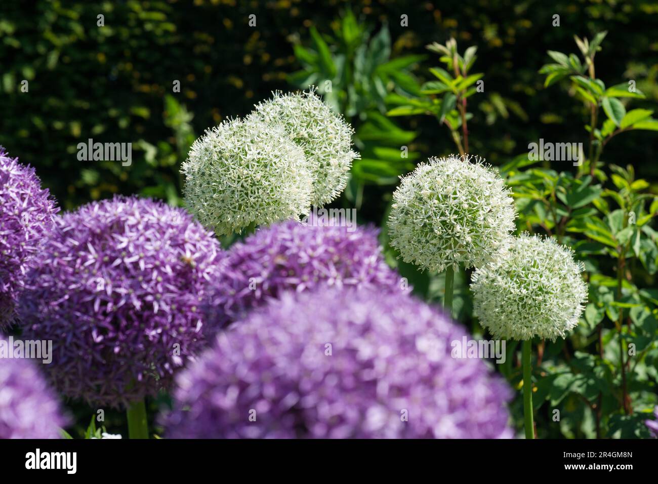 Giant allium in a country garden Stock Photo - Alamy