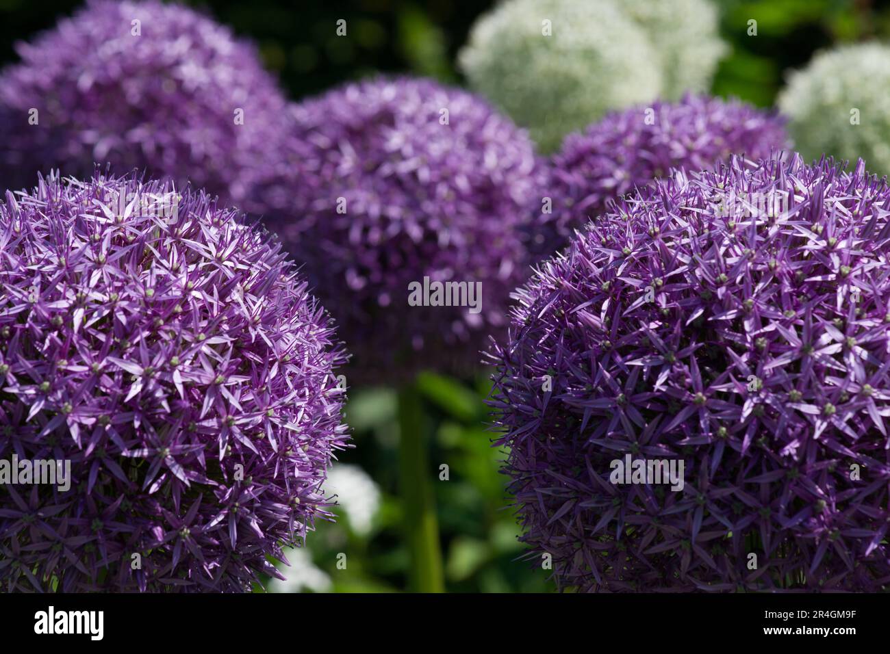Allium Stipitatum, gieant allium in purple Stock Photo - Alamy