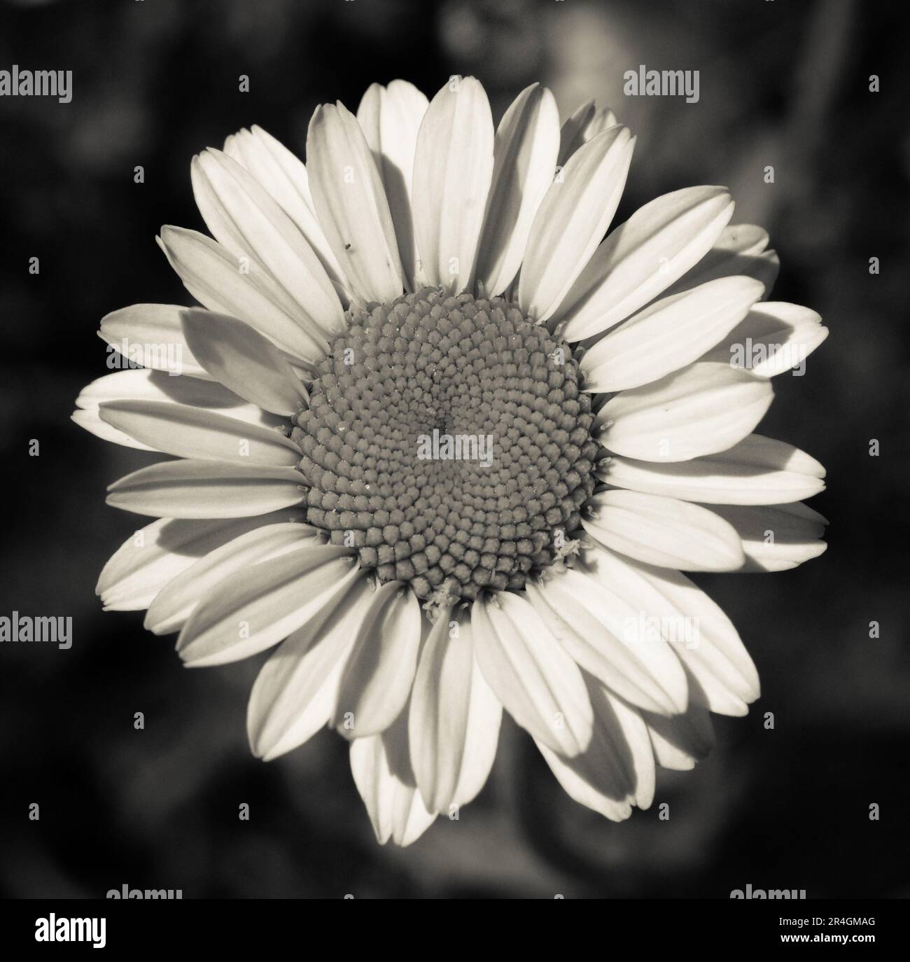 Cota tinctoria or Golden marguerite is a species of perennial flowering ...