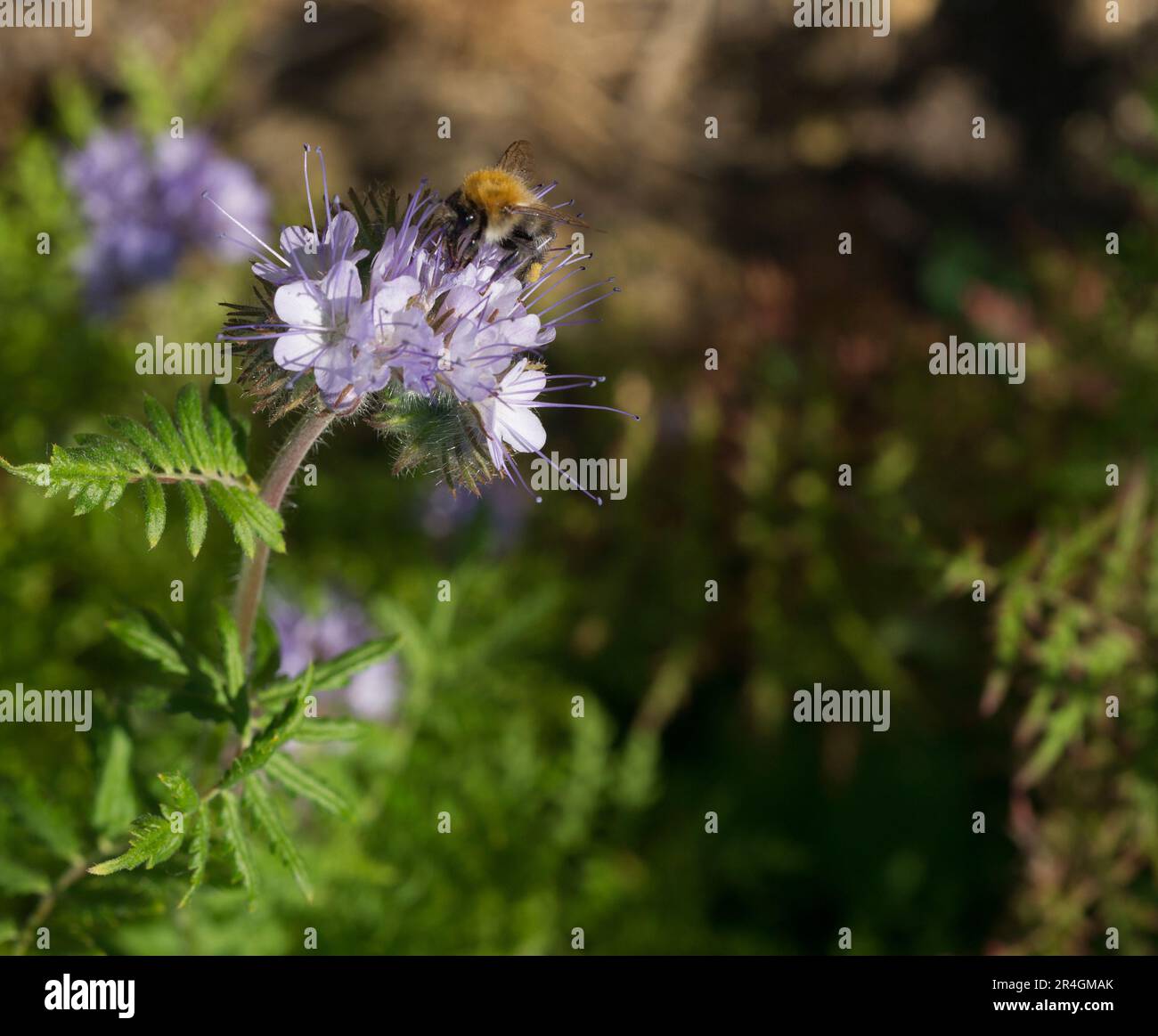Lacy phacelia phacelia tanacetifolia hi-res stock photography and ...