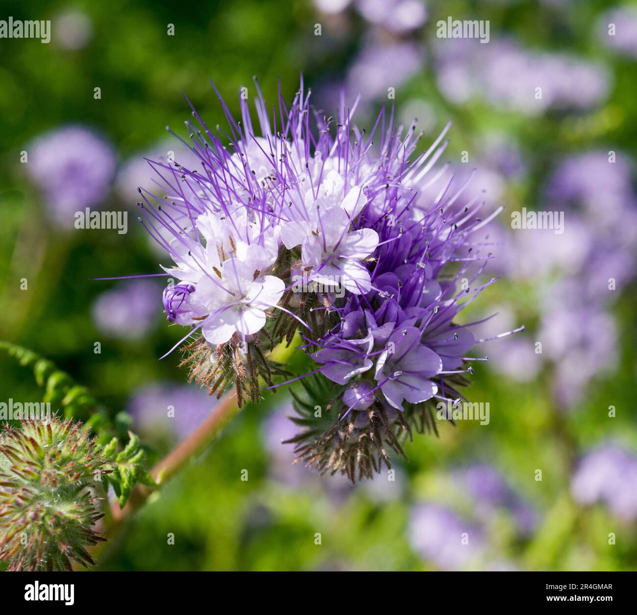 Phacelia gardening hi-res stock photography and images - Alamy