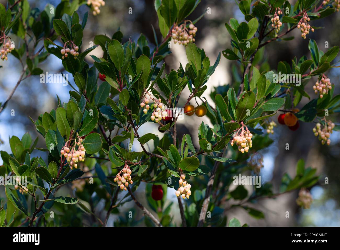 Detail of the branches of an arbutus tree with its fruits Stock Photo ...