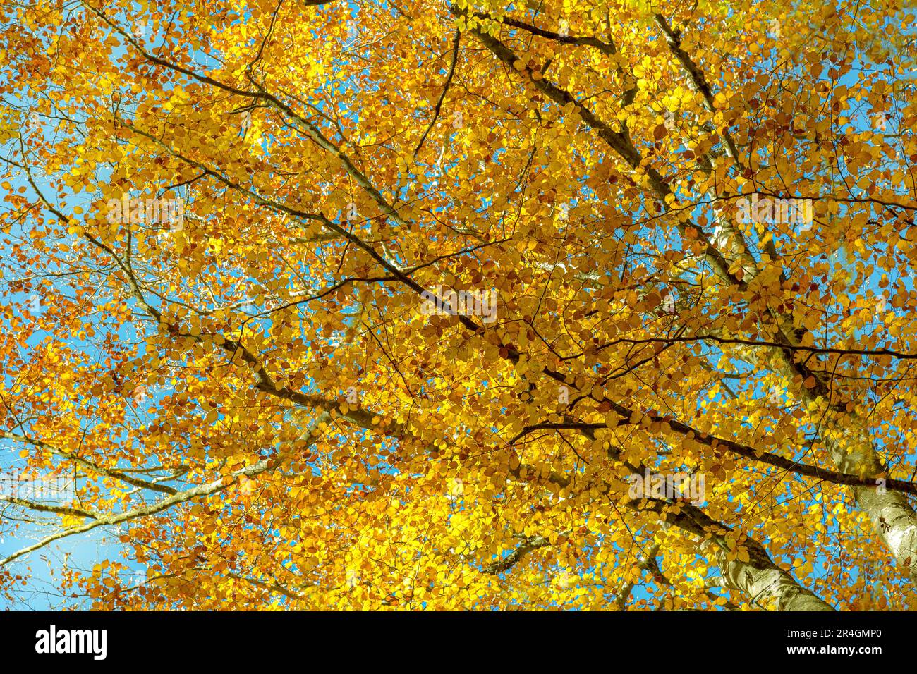 Autumn landscape of a tree with bright yellow leaves on its branches ...
