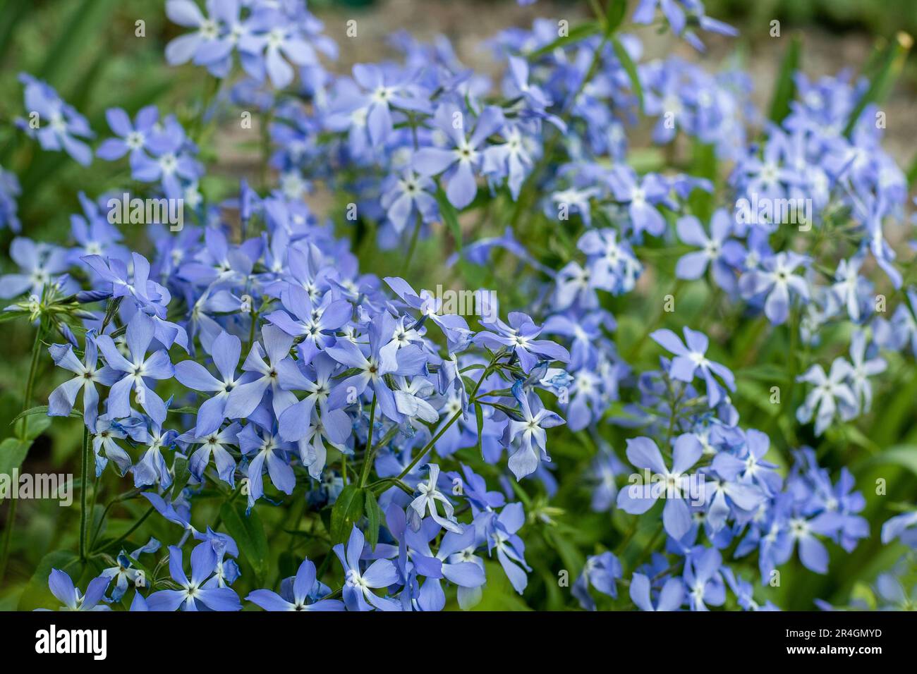 Fabulous Blue Dark Center. Blue phlox flowers. Floral background in the ...