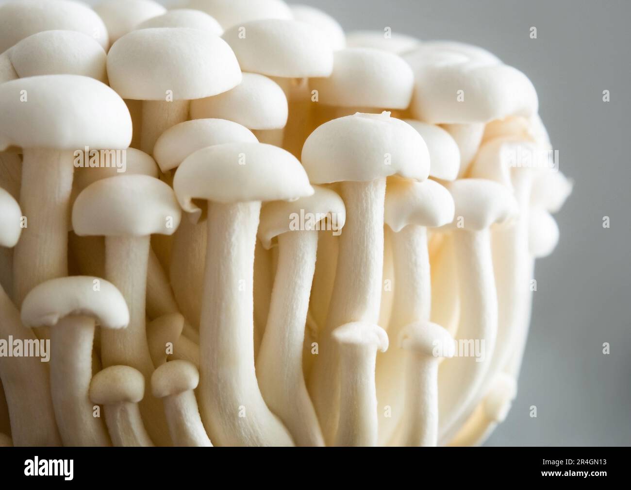 Closeup bunch shimeji mushrooms hi-res stock photography and images - Alamy