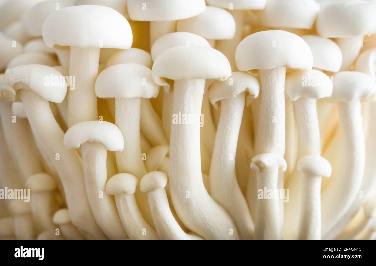 Closeup bunch shimeji mushrooms hi-res stock photography and images - Alamy