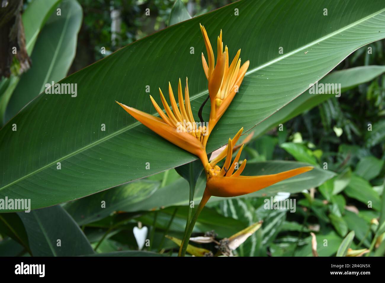 Close up of an orange color inflorescence of a Bird of paradise flower ...