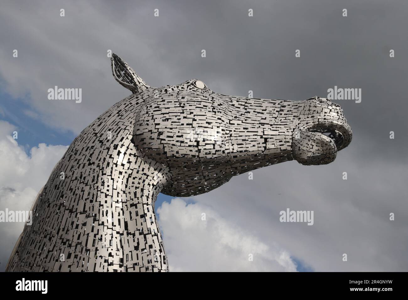 Silver kelpie hi-res stock photography and images - Alamy