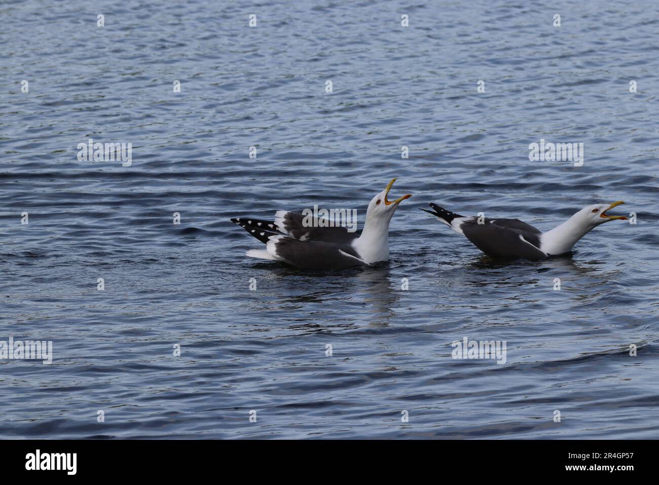 Mating seagulls hi-res stock photography and images - Alamy