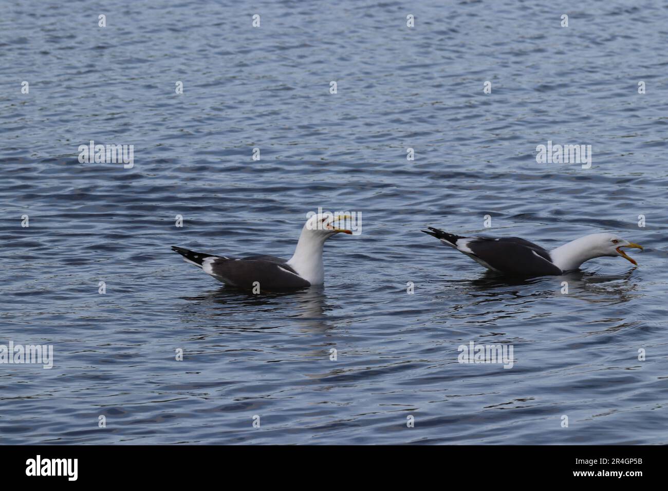 Flock seagulls in sky hovering hi-res stock photography and images - Alamy