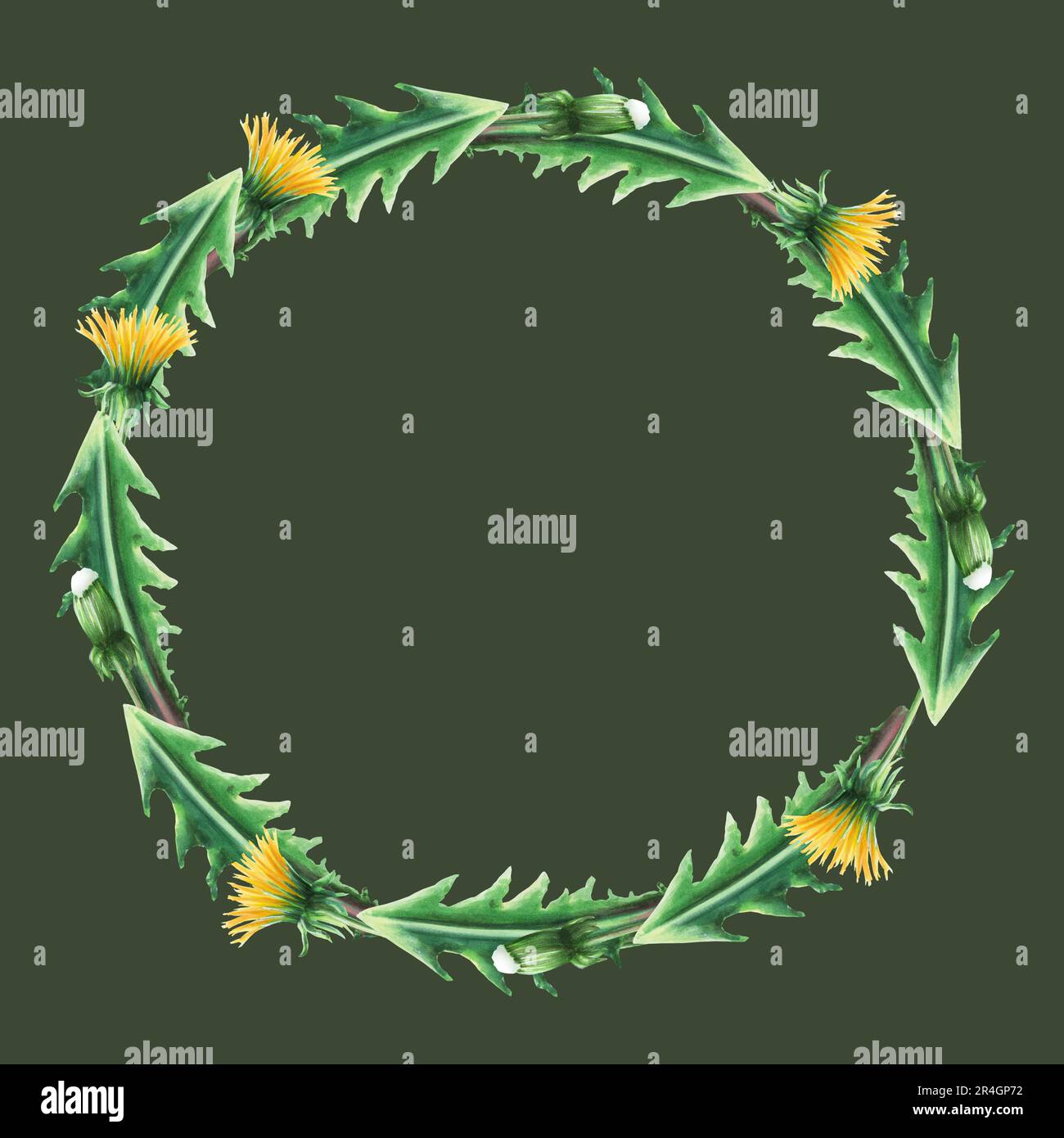 Watercolor wreath of dandelion flowers. Hand painting clipart botanical ... Watercolor wreath of dandelion flowers. Hand painting clipart botanical ...